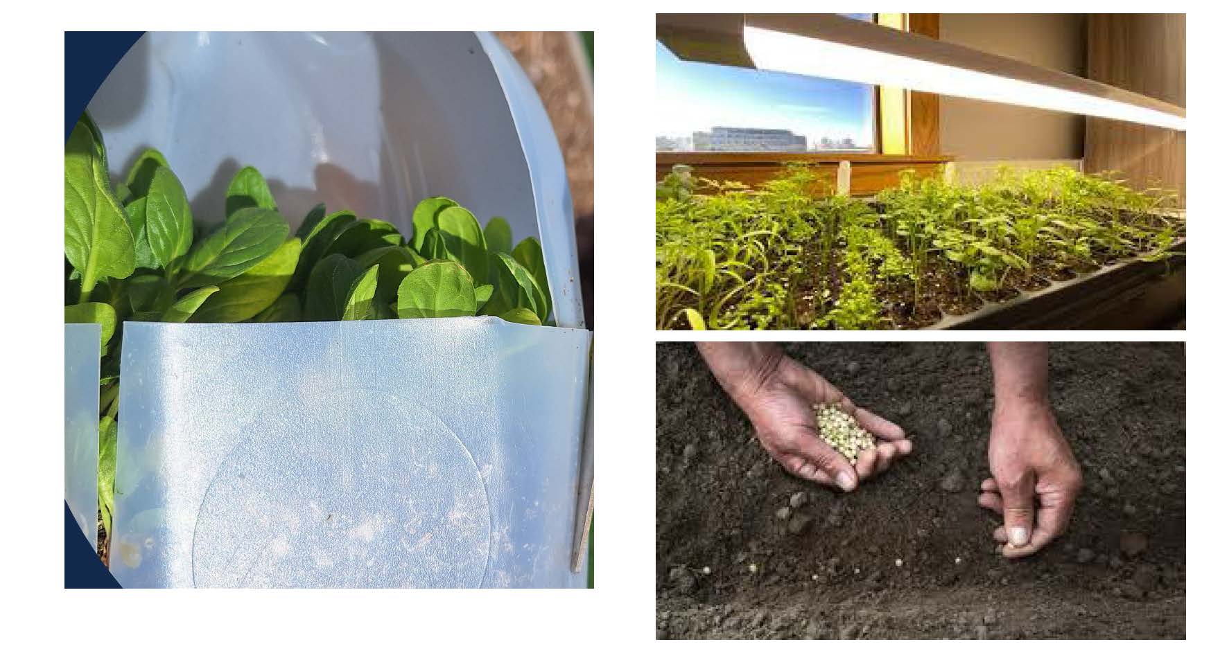 Seedling envy … do you have what it takes? - Farmers Weekly Review