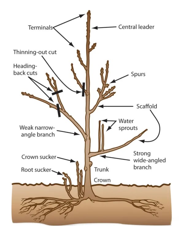 Prune now … Apple, cherry, or peach pie later: Winter Fruit Tree Care ...
