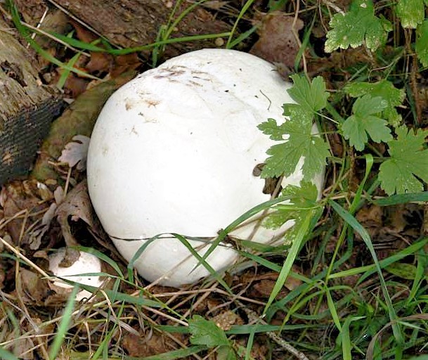Halloween in the backyard already? The story of slime molds – Farmers ...